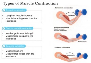 Contractions ? Better muscles ? • Stephane Andre