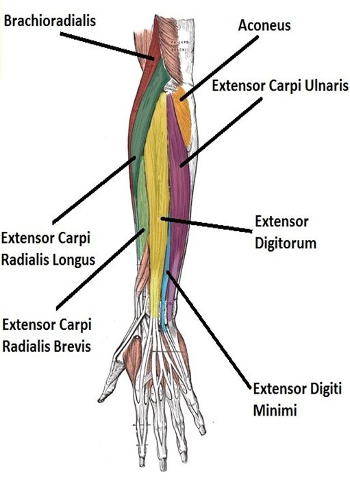 Extensor Digitorum Brevis