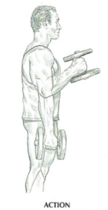 Hammer Curls • Stephane Andre