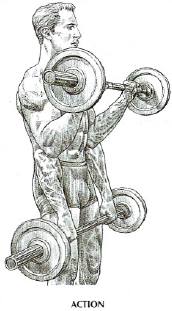 Reverse Curls • Stephane Andre