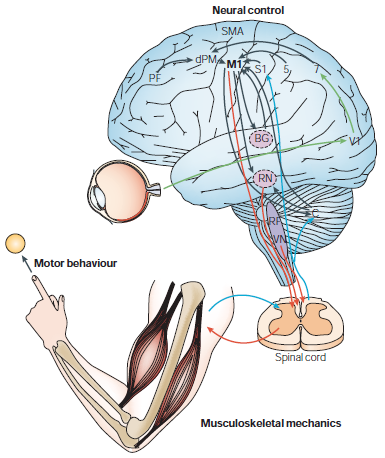 Muscle Memory • Stephane Andre
