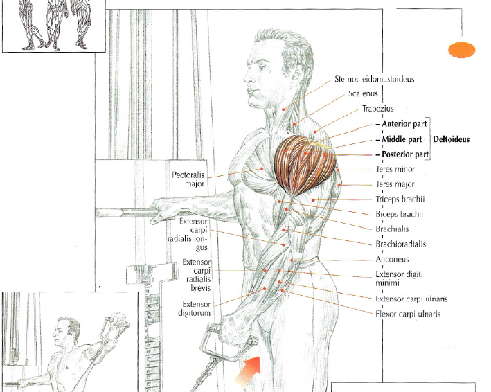 Low Pulley Lateral Raises • Stephane Andre