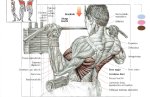 Lat Pulldowns • Stephane Andre
