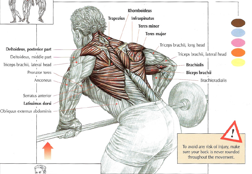 Barbell Curls Help At Melvinjreis Blog
