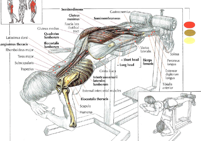 How to Do Back Extension • Stephane Andre