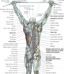 Stretching At The Bar • Stephane Andre