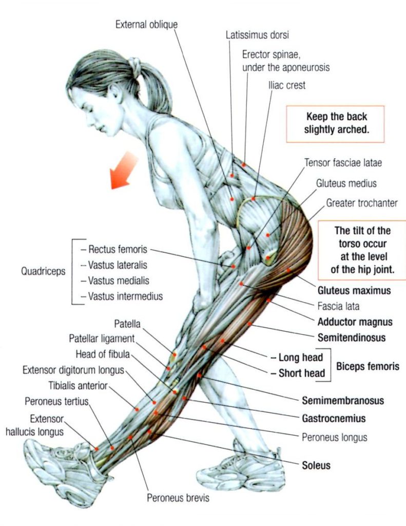 Hamstring Stretching • Stephane Andre