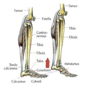 One Leg Toe Raises • Stephane Andre