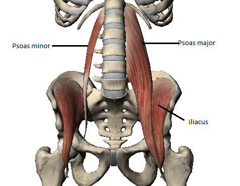 Psoas major