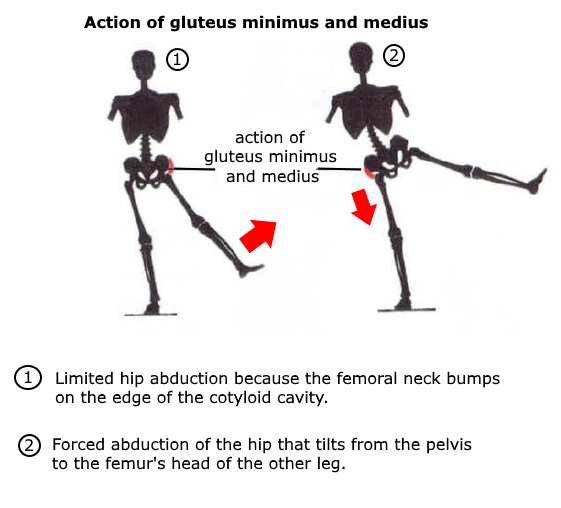 Individual Variations In Hip Mobility • Stephane Andre Individual Variations In Hip Mobility • Stephane Andre