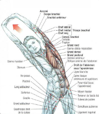 General Stretching Of The Upper Body • Stephane Andre